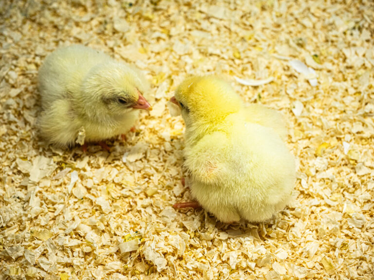 Uses for Wood Chips: Livestock Bedding Materials - Countryside